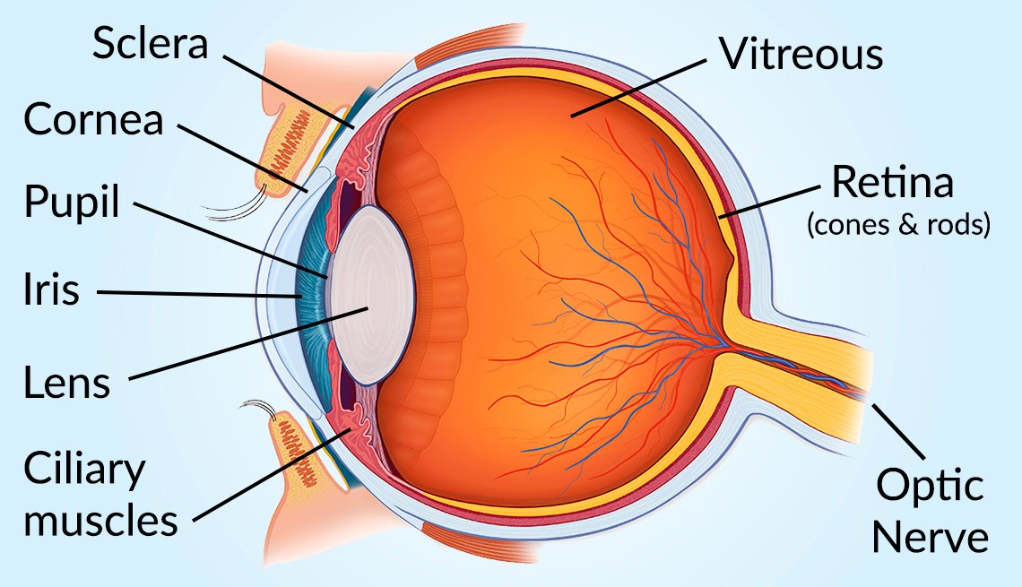 Vision And Eye Diagram How We See