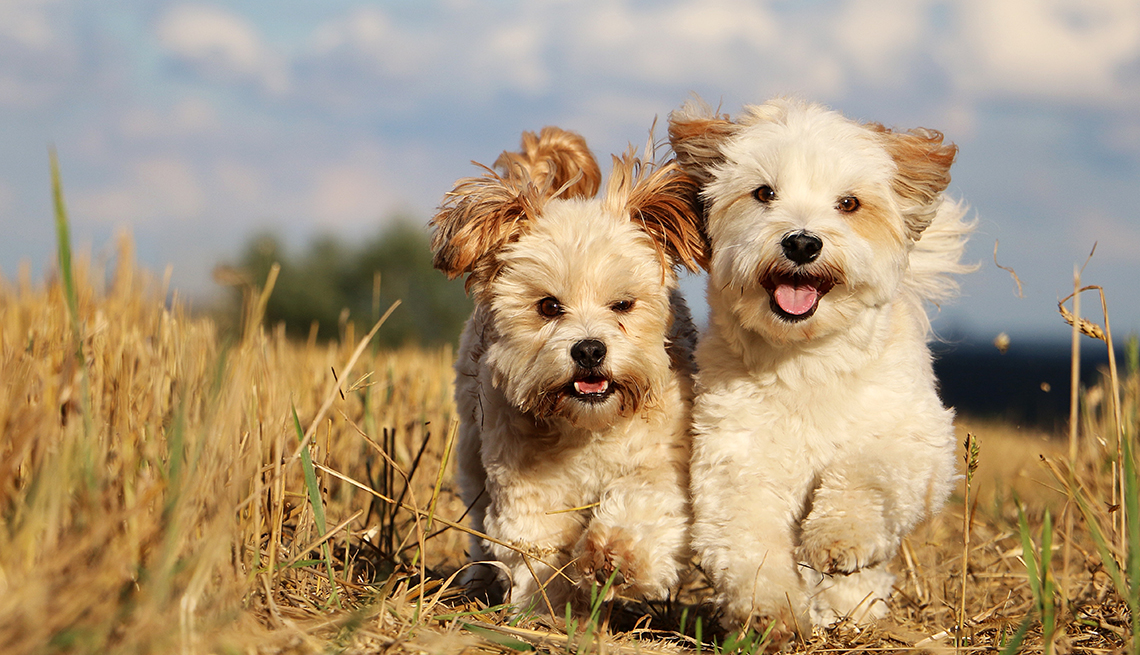 Qué Significa Cuando Alguien Te Llama Perro Faldero